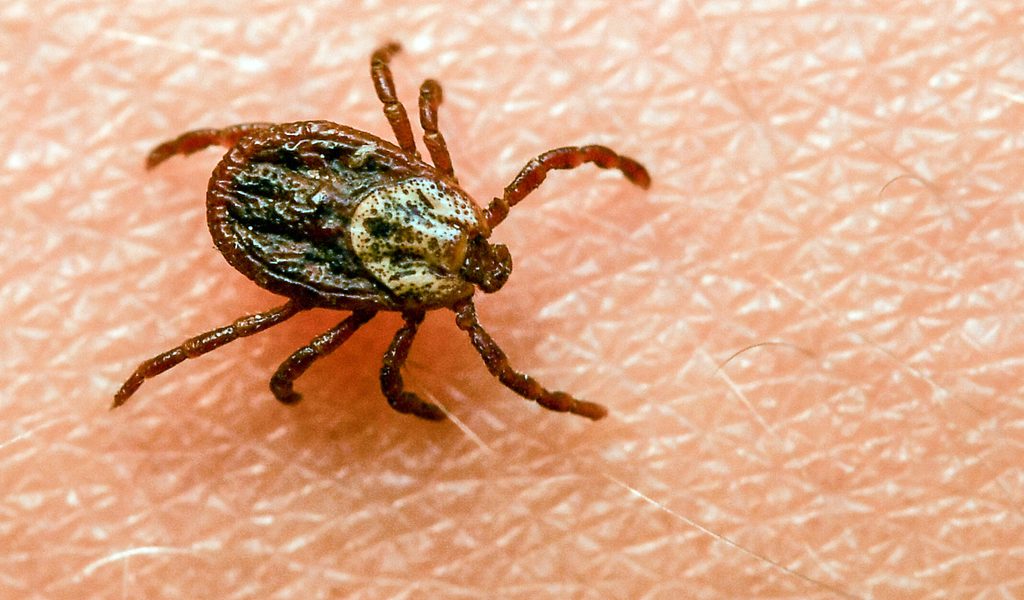 Faktencheck So Gefährlich Sind Zecken So Schützen Sie Sich Mopo