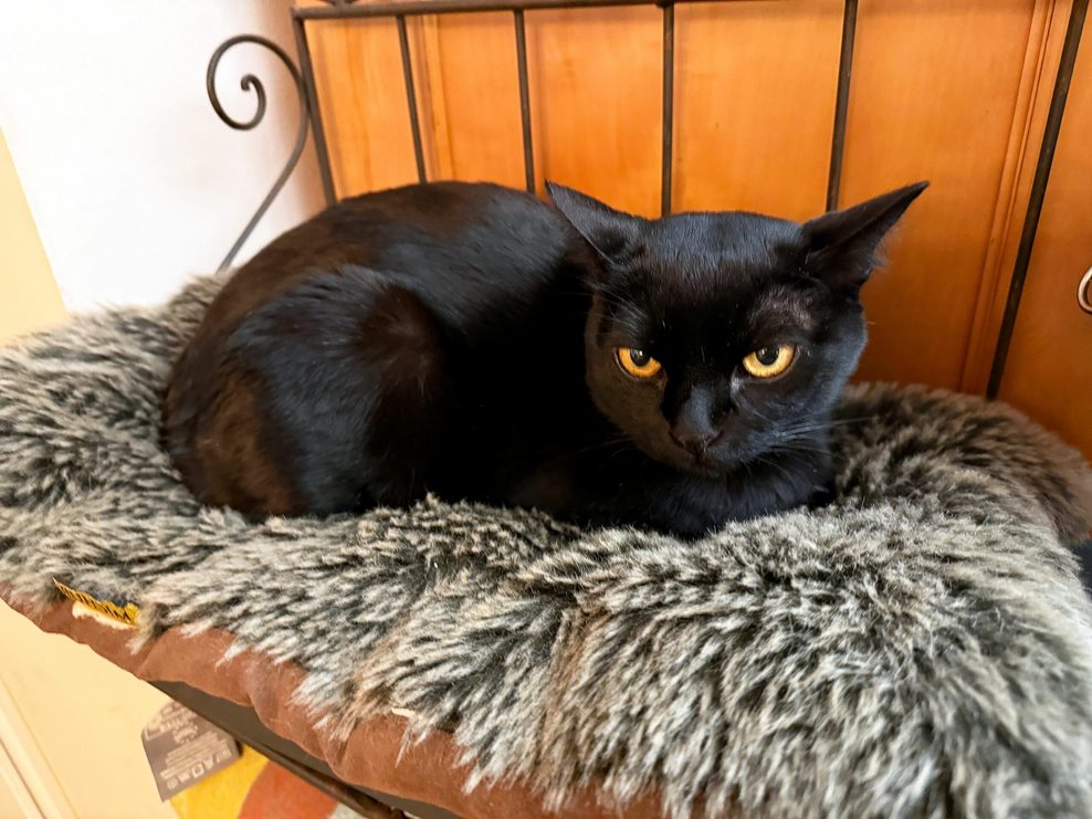 Vom Herz-Schwein bis zum Storchendrama: So tierisch war 2025 | MOPO