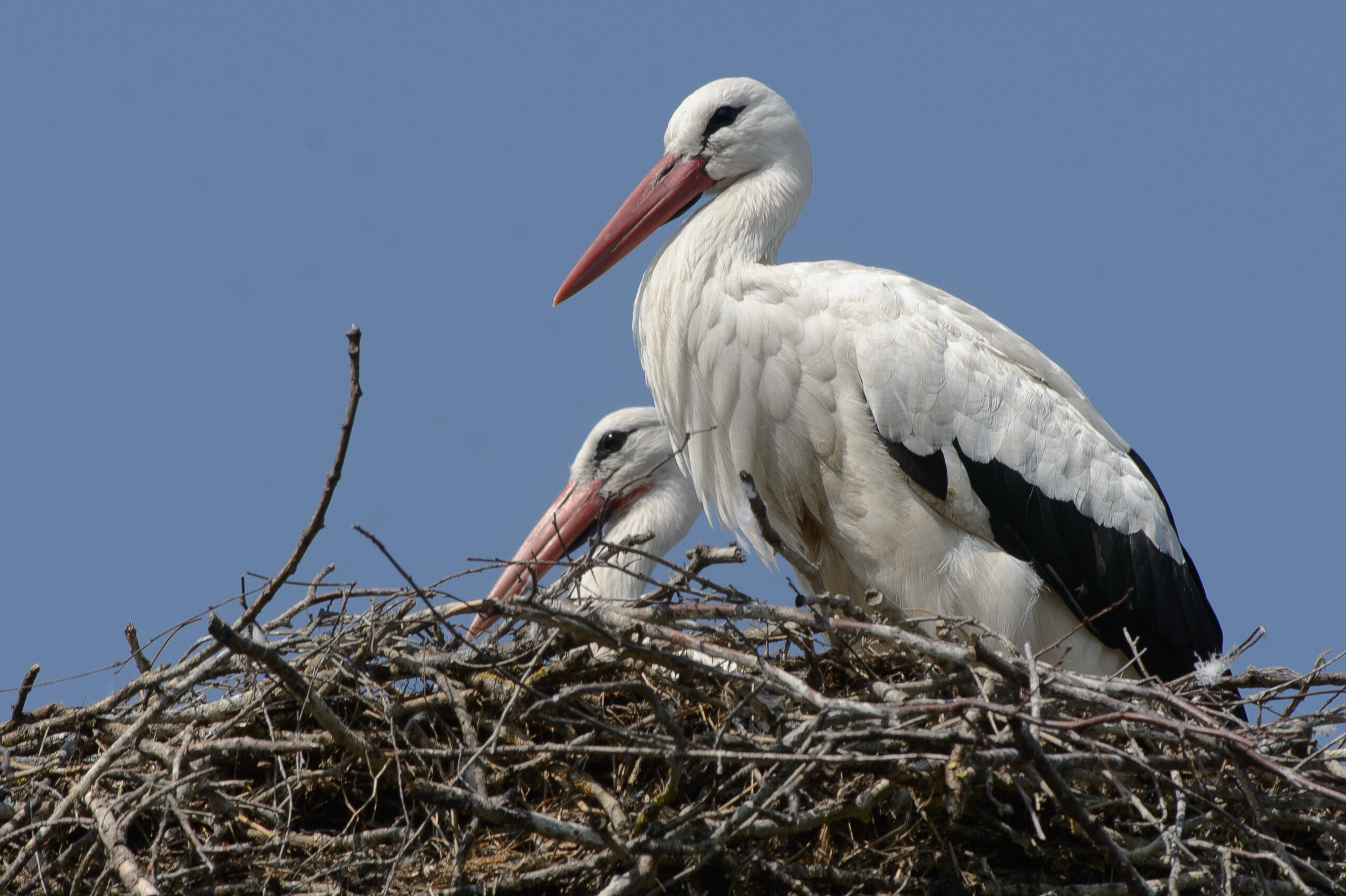 Vom Herz-Schwein bis zum Storchendrama: So tierisch war 2025 | MOPO