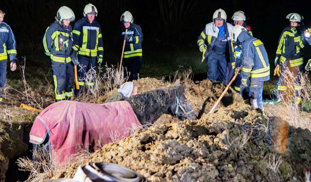 Tier-Drama in Manhagen: Pferd stürzt in Graben – Kollaps droht | MOPO