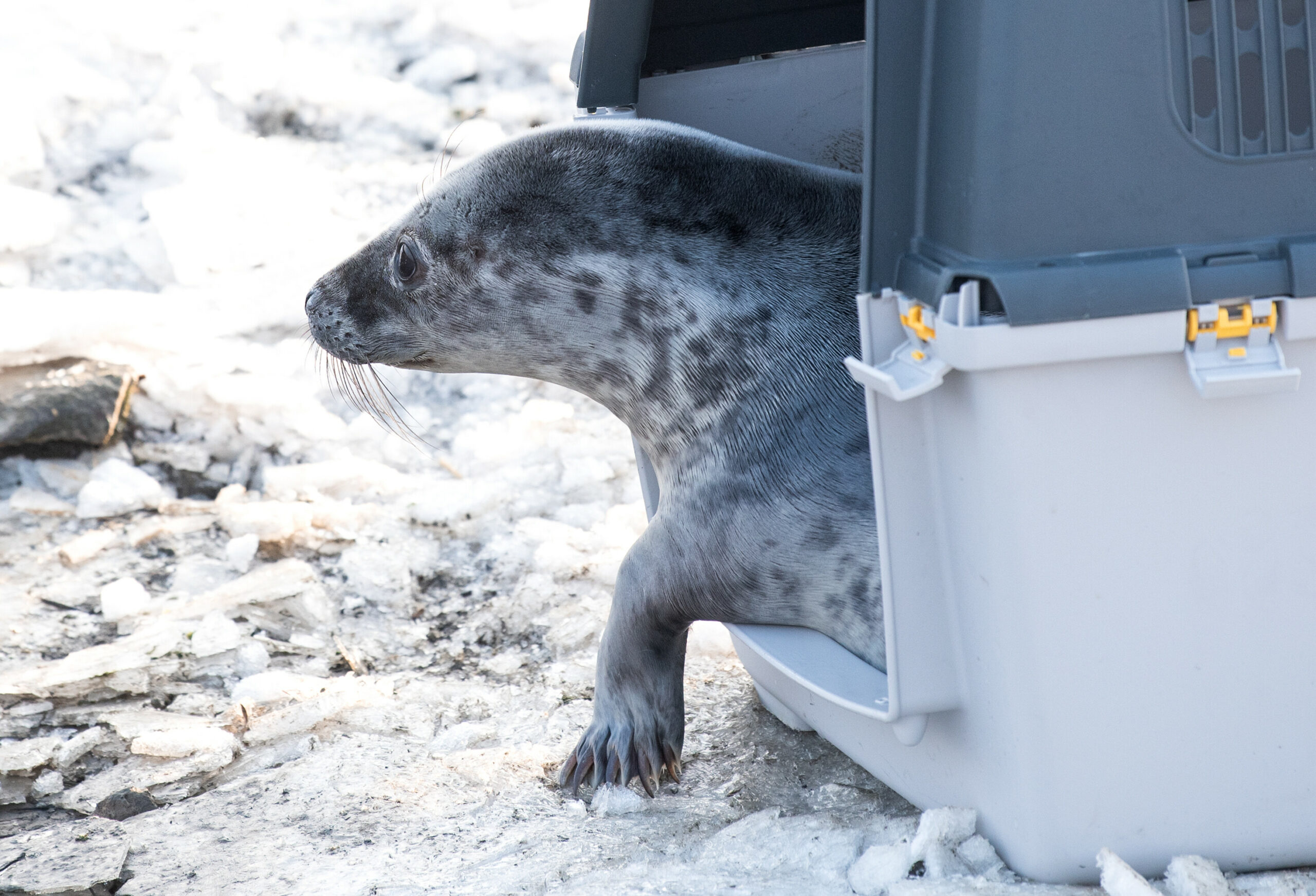 Wie schön! Vier Kegelrobben werden ausgewildert | MOPO