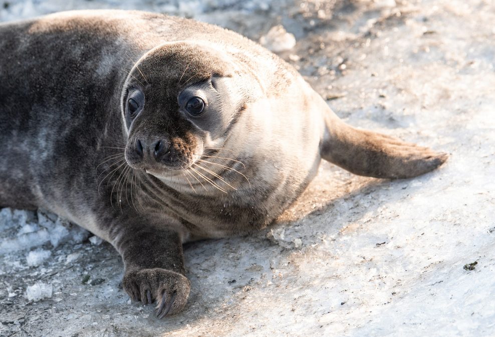 Wie schön! Vier Kegelrobben werden ausgewildert | MOPO