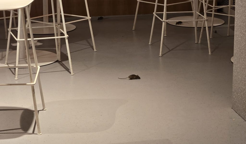 Mäuseplage am Flughafen: Restaurantbetreiber verzweifelt | MOPO