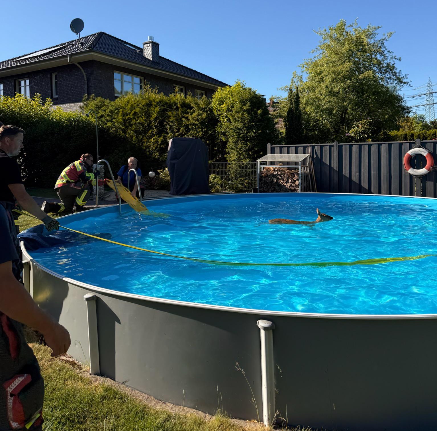 Reh schwimmt in Swimming-Pool: Rettungseinsatz bei Hamburg | MOPO