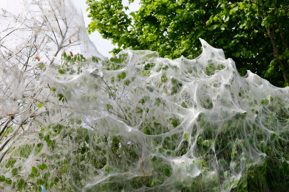 Raupen im Apfelbaum: Was hilft – und wann Sie handeln sollten | MOPO