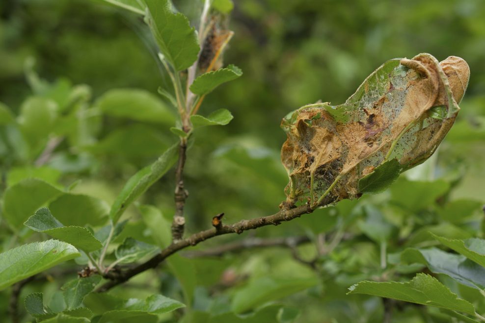Raupen im Apfelbaum: Was hilft – und wann Sie handeln sollten | MOPO